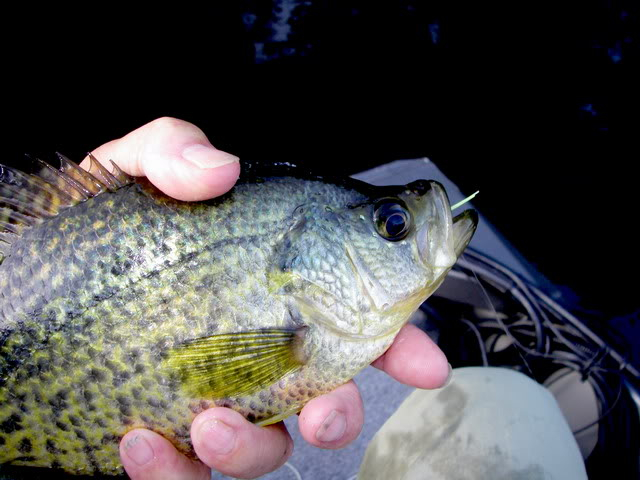 Ultralight Fly Fishing • Lake Caddo this past weekend