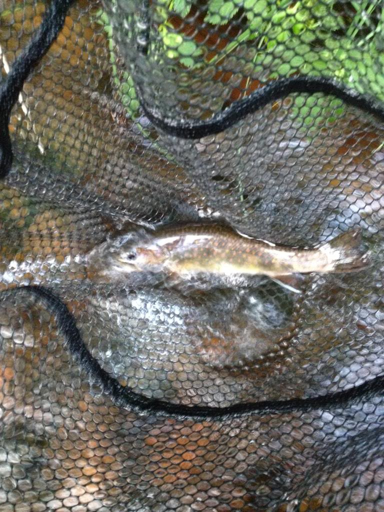 Ultralight Fly Fishing • Fish Creek Near Greig, NY