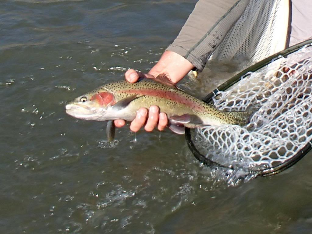 Ultralight Fly Fishing • Wet Wading in March - An Unseasonably Warm ...