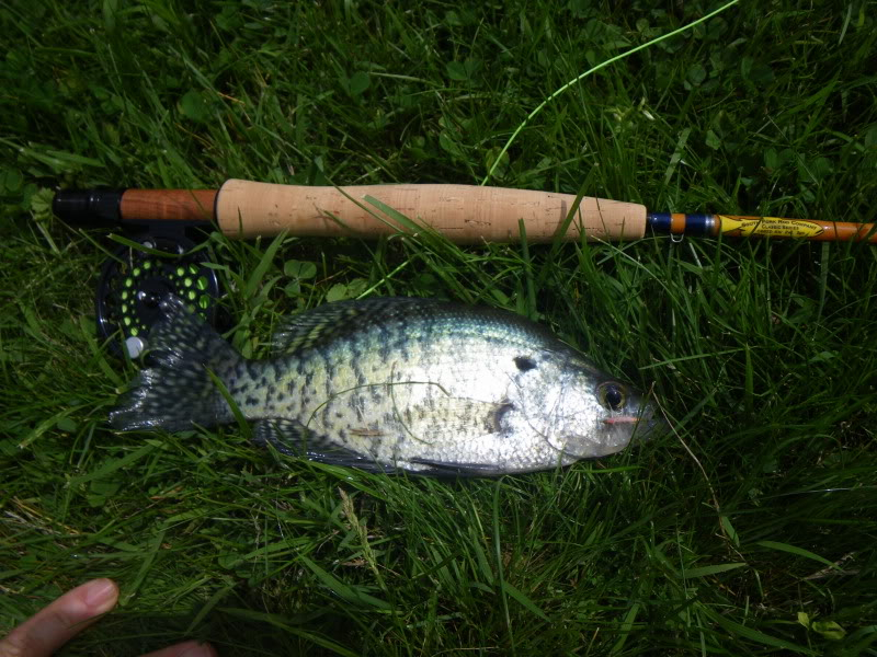 Ultralight Fly Fishing • Gracie and the Strawberry Bass