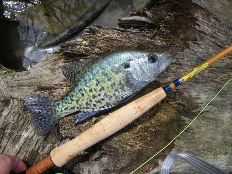 Ultralight Fly Fishing • Gracie and the Strawberry Bass