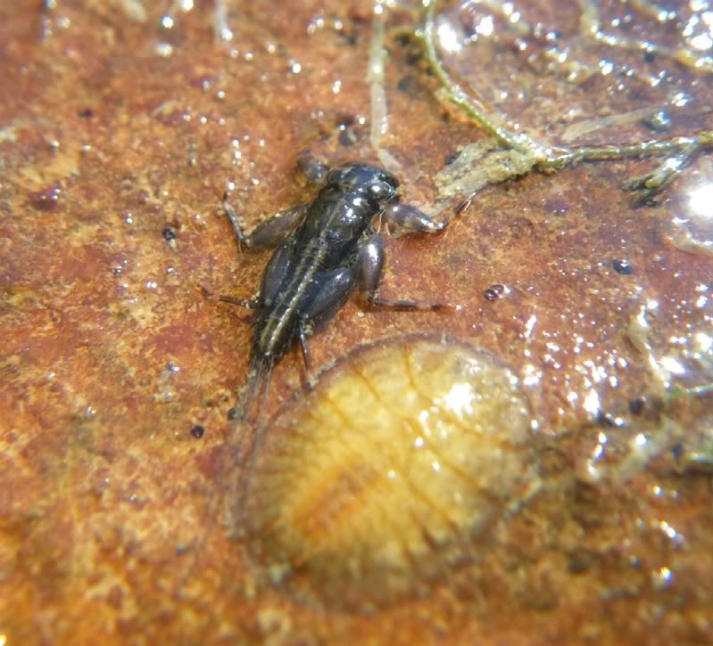 Ultralight Fly Fishing • Ohio UL Conclave on the Little Darby