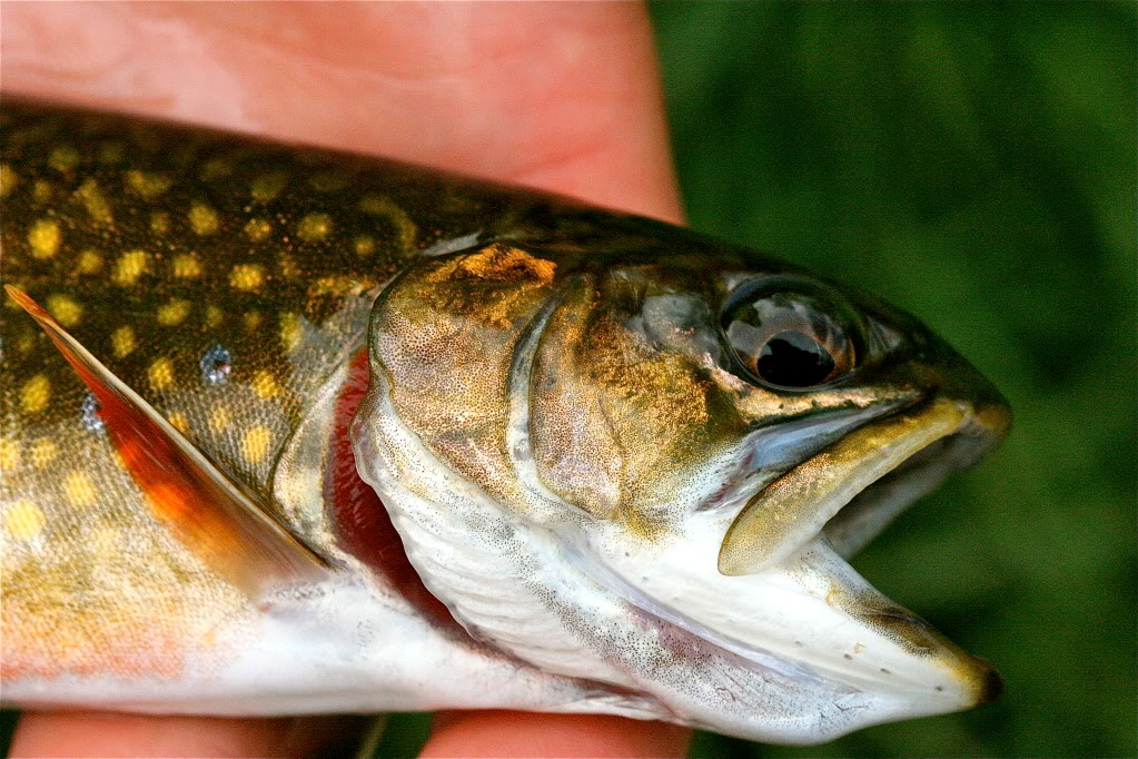 Ultralight Fly Fishing • For Don - Big Spring Creek, PA