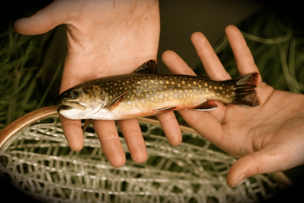 Ultralight Fly Fishing • For Don - Big Spring Creek, PA