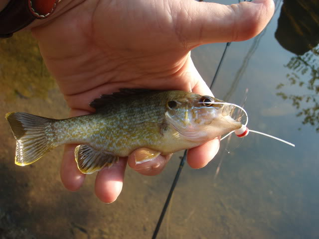 Ultralight Fly Fishing • A quick outing on the Kee branch of Rush Creek