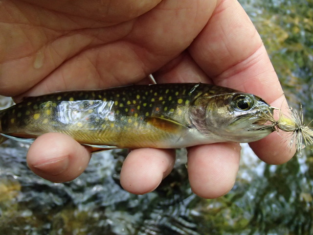 Ultralight Fly Fishing • In search of wild trout, but finding so much ...