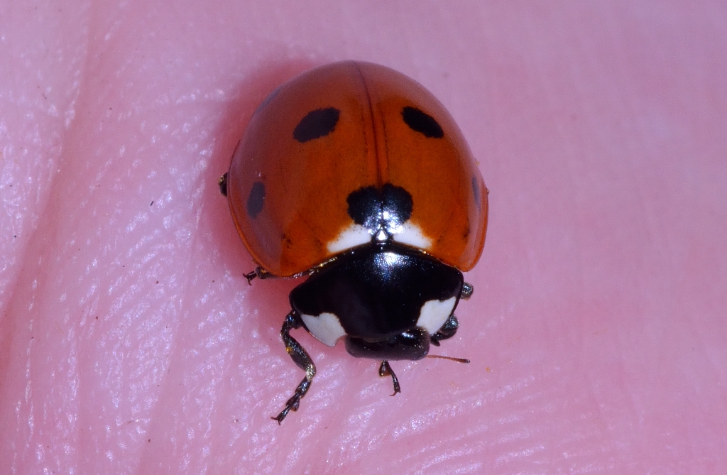Ultralight Fly Fishing • Ladybug